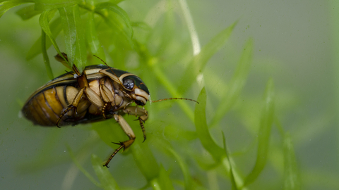 Great diving beetle | The Wildlife Trusts